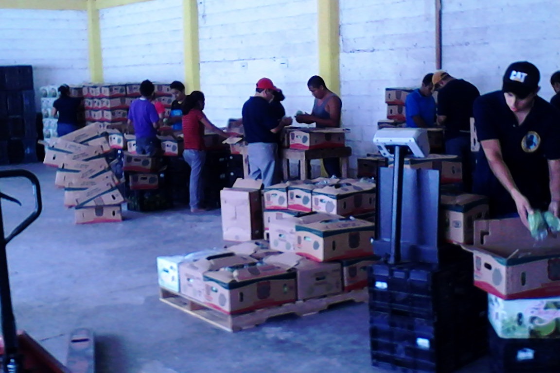 PROCESO DE EMPAQUE :: AGRO CUAUTLAPAN PRODUCE